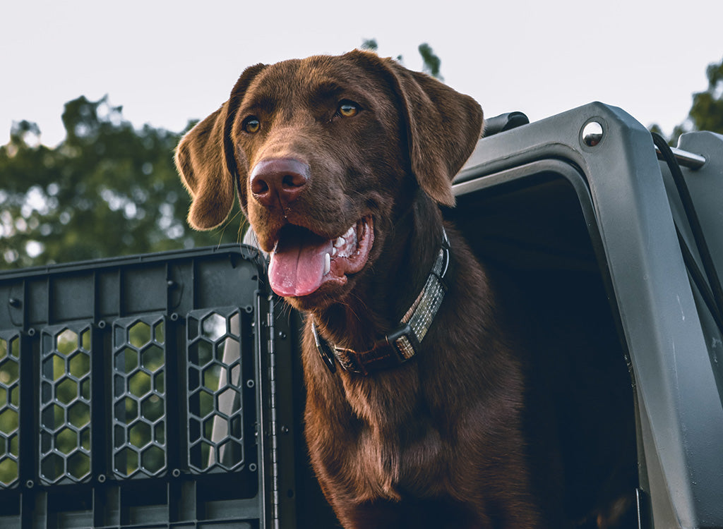 How to Safely Setup the Outdoor Space for Your Outdoor Pet – Pet Junkie