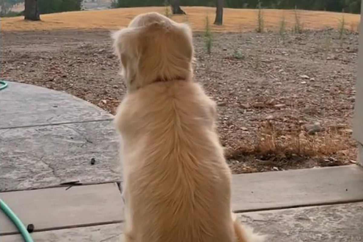 Dog Watches Sunset Every Night – Pet Junkie